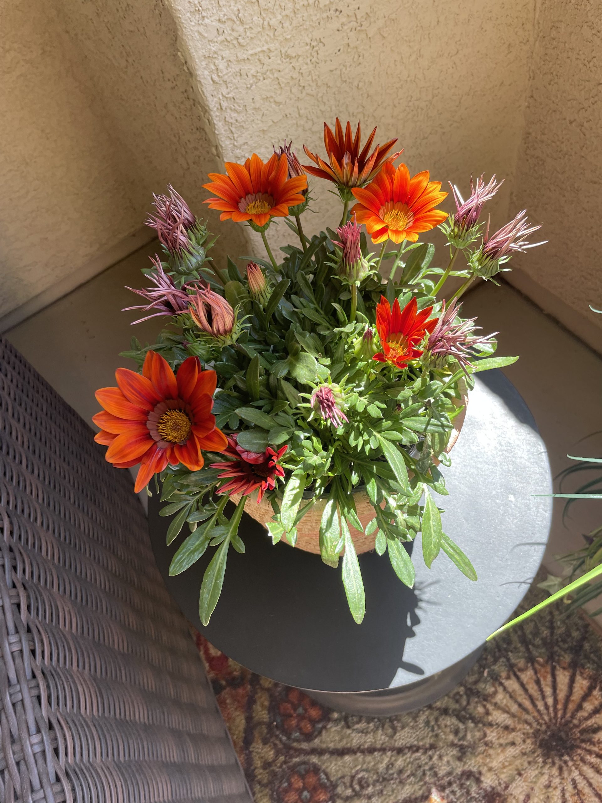 Sunshine and Joy - Gerry Blumberg